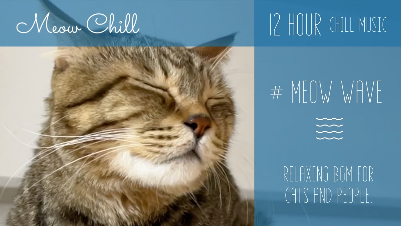 😸Meow Wave｜12hour 猫と人のためのAI音楽 by SUNO - YouTube