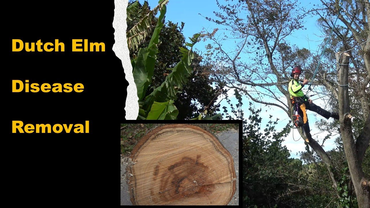 Dutch Elm Disease Control. Hamilton Tree Removal - YouTube