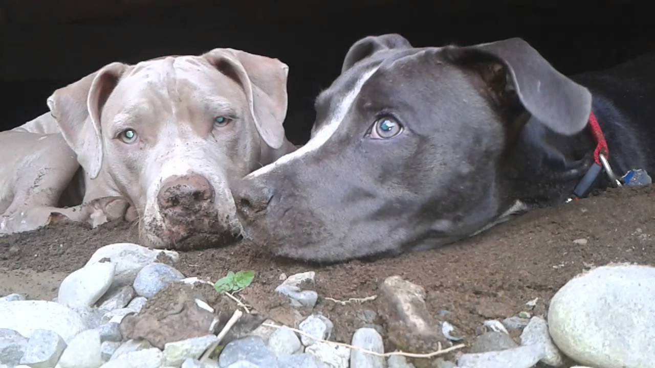 Cute doogs ;) - YouTube