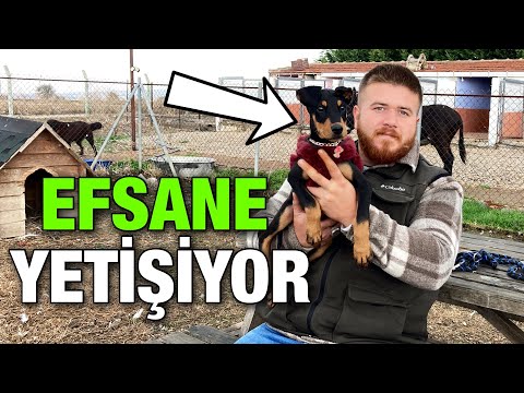 DOBERMAN DEDE’YI EĞİTİME BAŞLADIM!