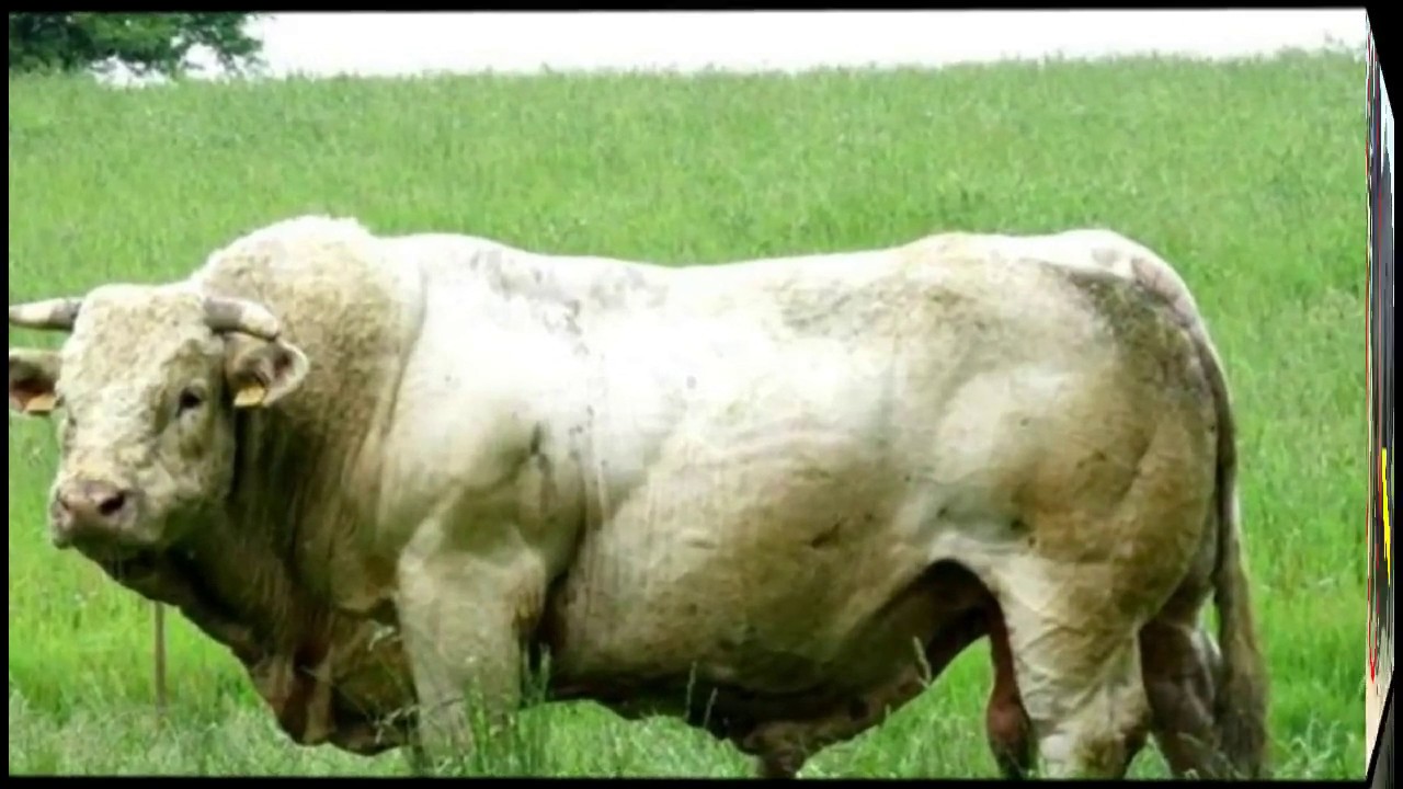 Top 10 Biggest Cow In The World 2017 YouTube top-10-biggest-cow-in-the-world-2017-youtube