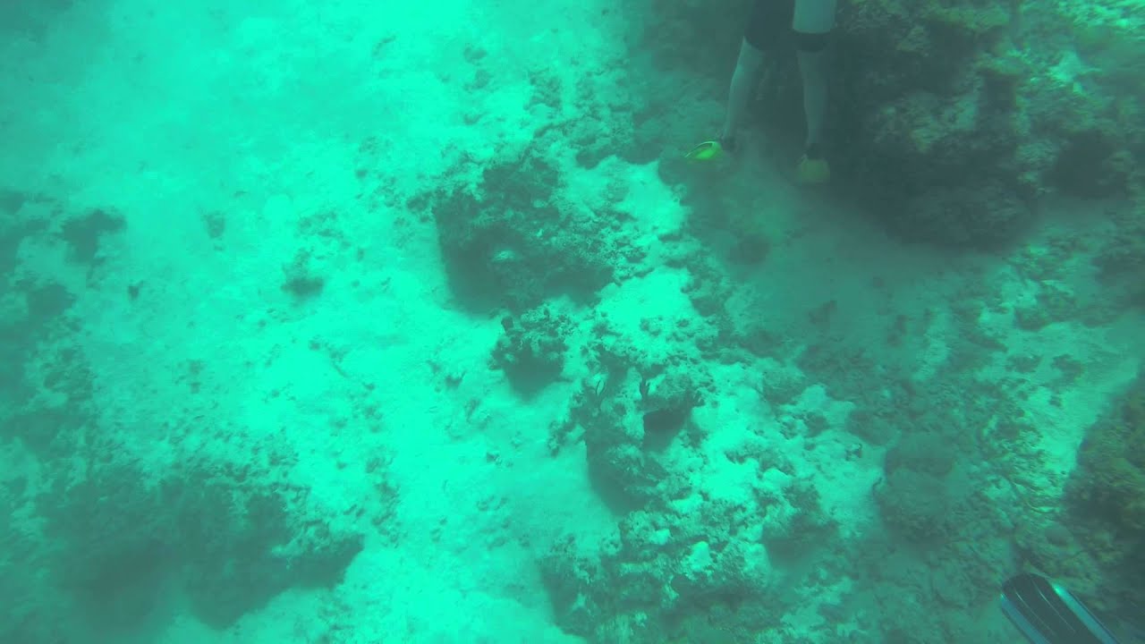 DS Benbow Diving Belize The Blue Hole 2013 L - YouTube