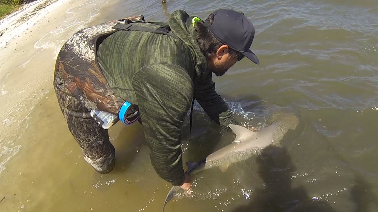 This Shark Was Swimming in One Foot of Water! - YouTube