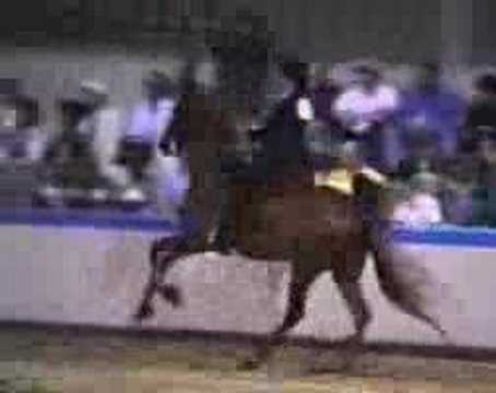 Left Canter Lead of an American Saddlebred Horse - YouTube