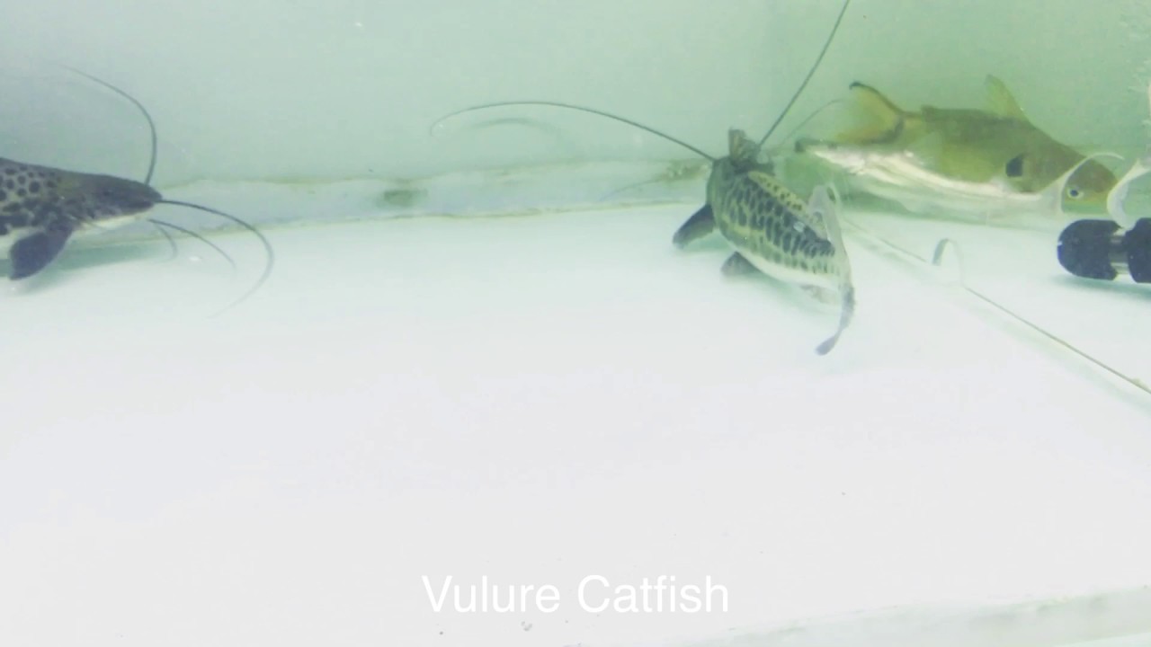 Vulture catfish - YouTube