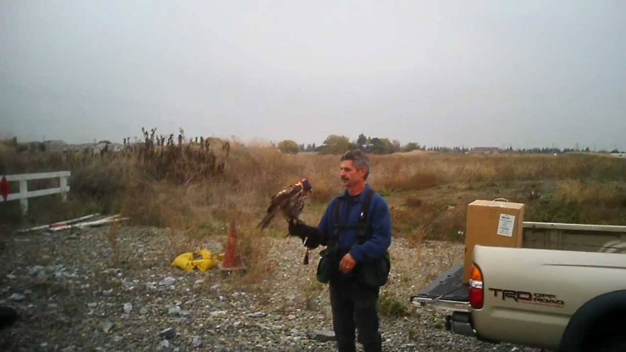 Hunting with a Redtail Hawk On Stu's Channel - YouTube