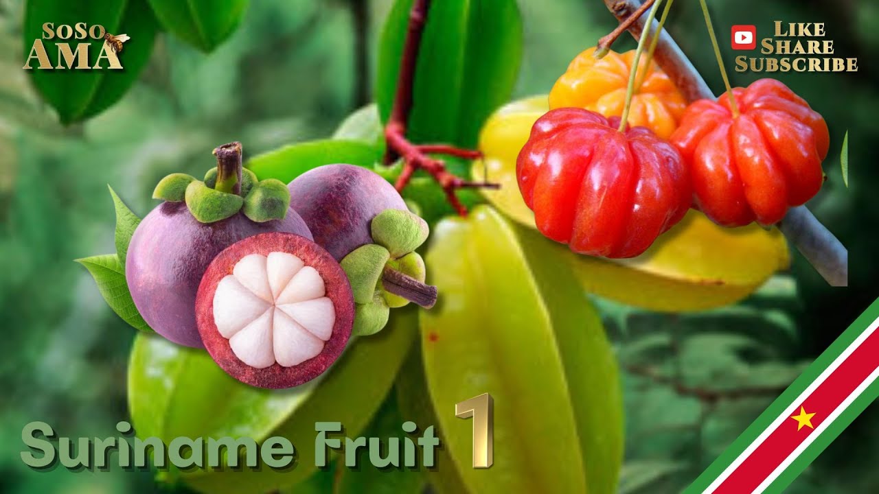 🐝 Zoned in on - Suriname Fruit 🇸🇷🍉🥥🍍🥑 1 of 2 - YouTube