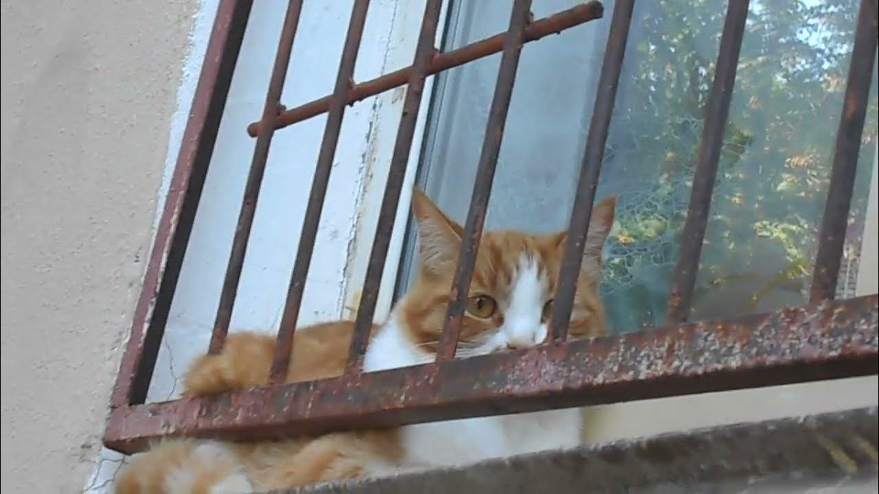 Не пойду гулять на улицу! Кот Геннадий Рыжиков. - YouTube