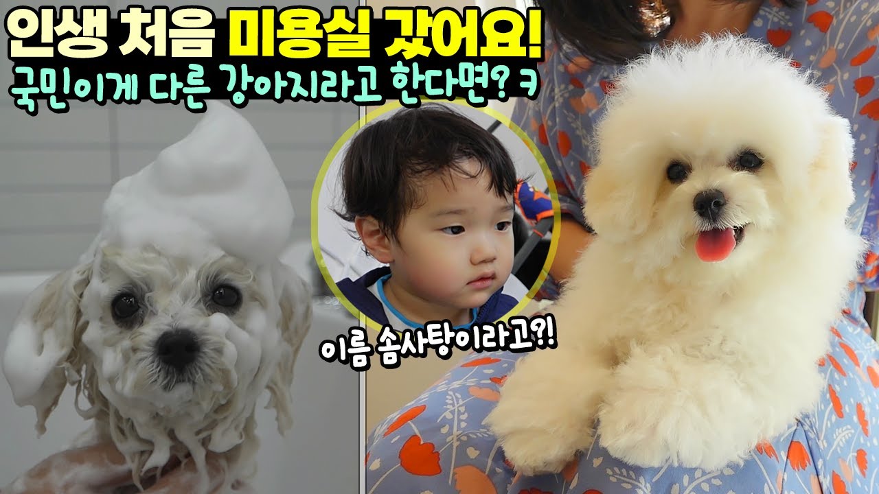 구름이 인생 처음 미용실 갔어요 미용 후 국민이에게 다른 강아지라고 했더니 반응이 ㅋㅋㅋ 비숑 반려견 아이랑 강아지 키우기