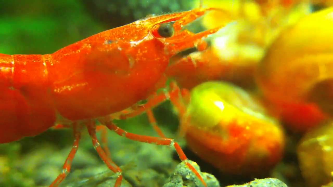 Taiwan red fire shrimp feeding - YouTube