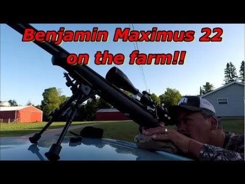 Benjamin Maximus 22 on the Farm - (HUNTING/SHOOTING) - YouTube