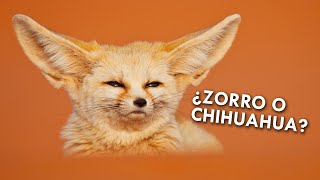 Animales Zorro Fennec Zorros