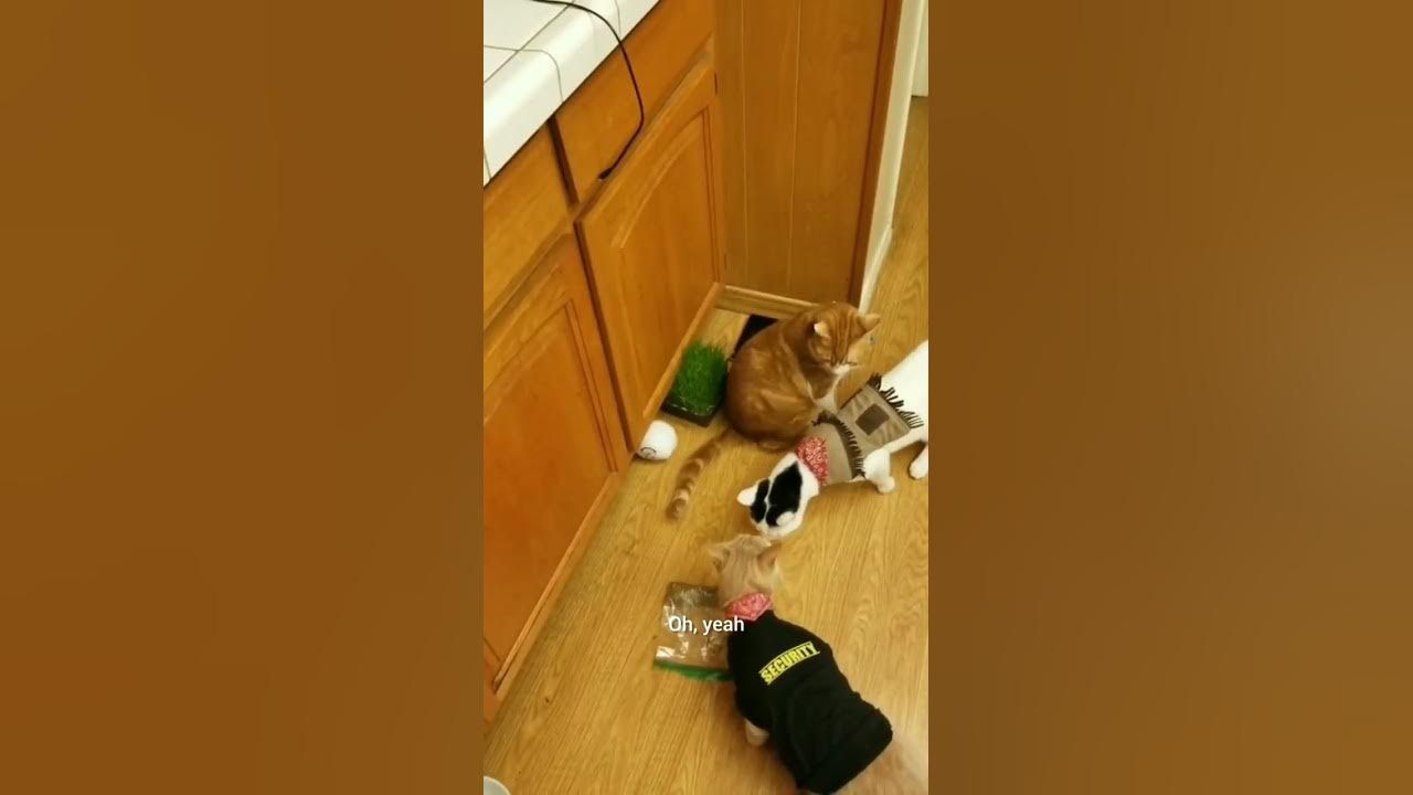 Valentine Catnip Deal - YouTube