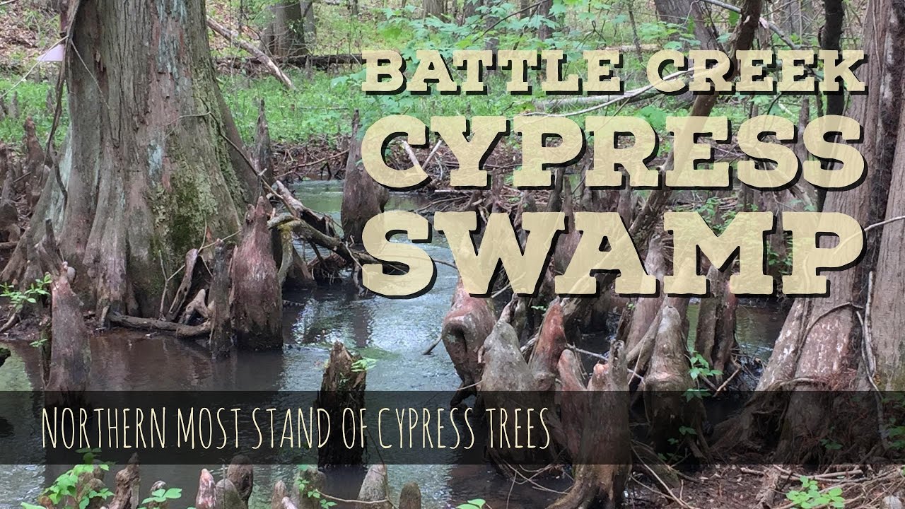 Battle Creek Cypress Swamp - Prince Frederick, Maryland - YouTube