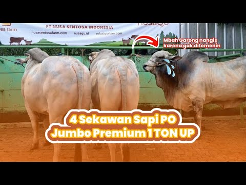 REVIEW 4 EKOR SAPI PO TARGET BOBOT 1 TON || Siap Qurban 2025 || Nusa ...