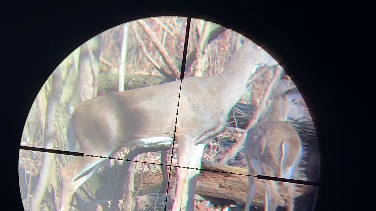 hunting with my bulldog 357 - YouTube