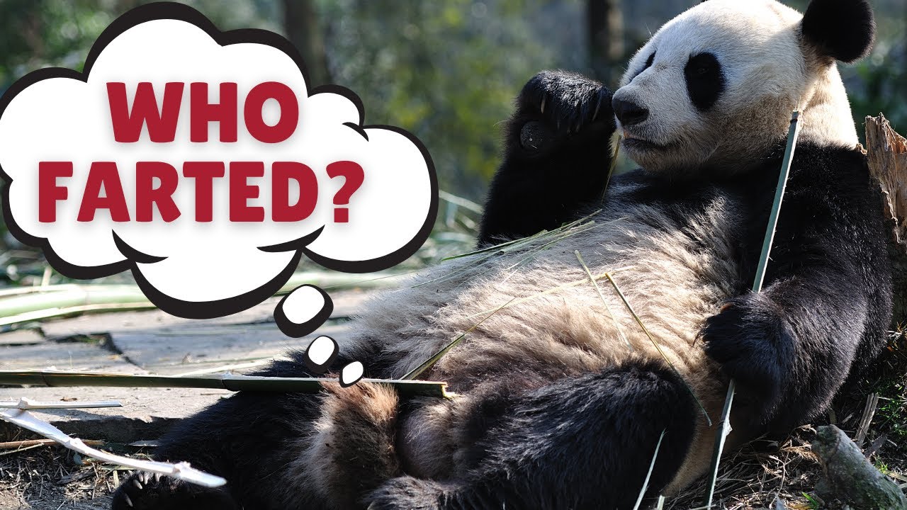 Panda fart, panda farts, panda farting, panda virus farts, panda virus ...