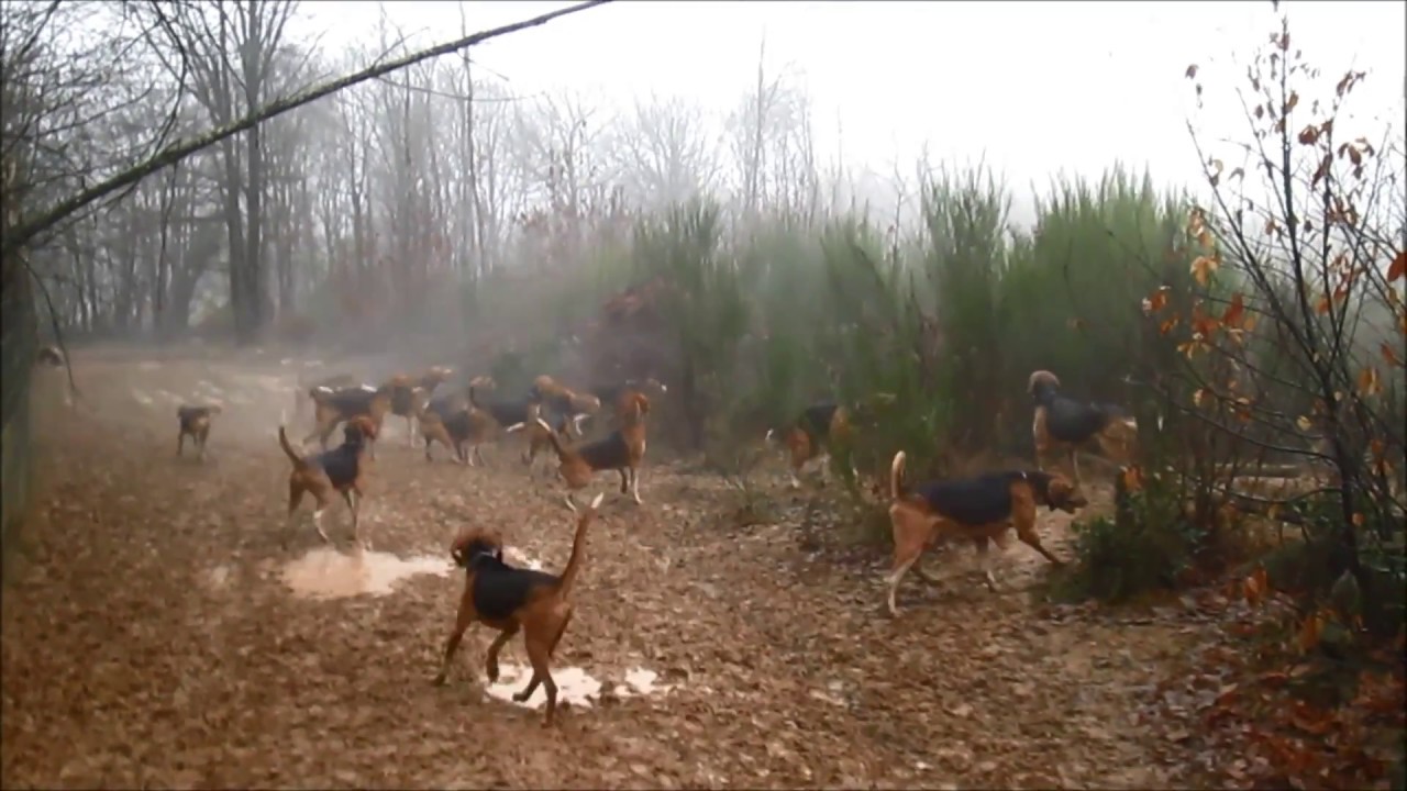 Chasse au sanglier gros ferme avec meute anglos - YouTube