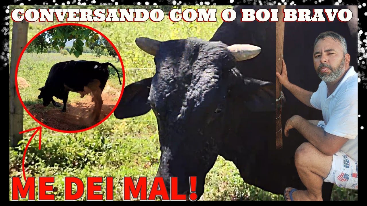 Conversando COM O BOI BRAVO 😂 - YouTube