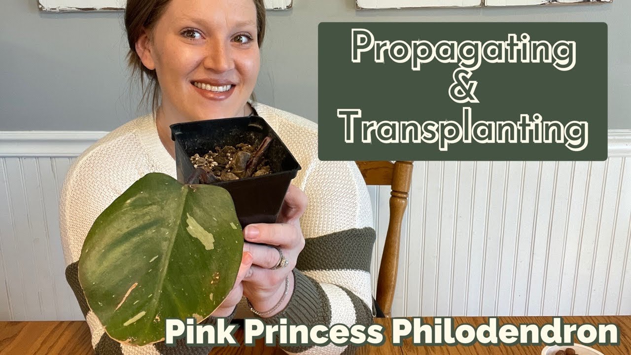 Propagating and Transplanting Pink Princess Philodendron in Leca ...