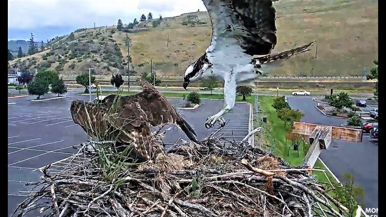 Iris and Louis defend the nest and mantle 2019 07 18 19 52 12 308 - YouTube