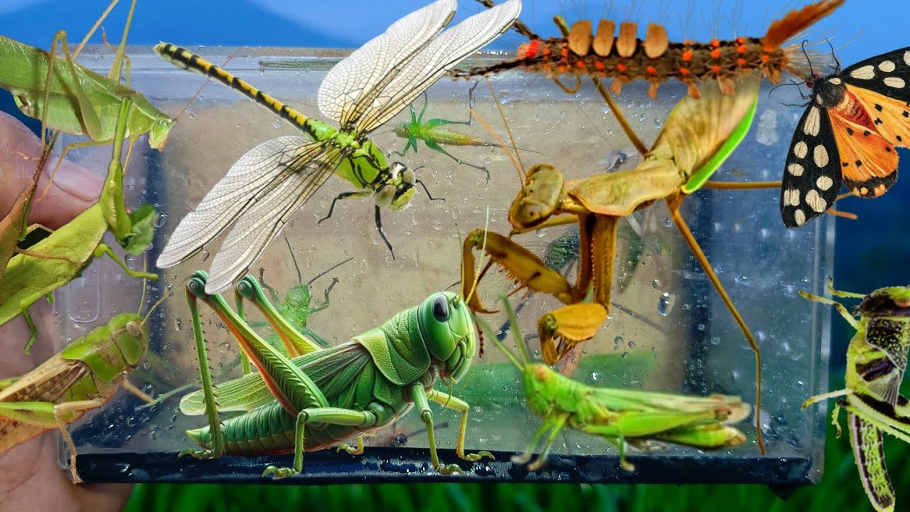 catch mantis, grasshopper, dragonfly, moth, caterpillar - YouTube