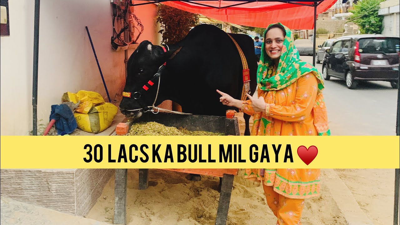 30 lacs ka bull mil gaya aj ♥️🙌🏻🐂 - YouTube