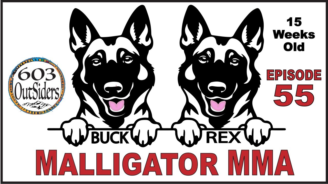 Maligator Puppy MMA #malinoislovers #puppies #dog #doglover # ...