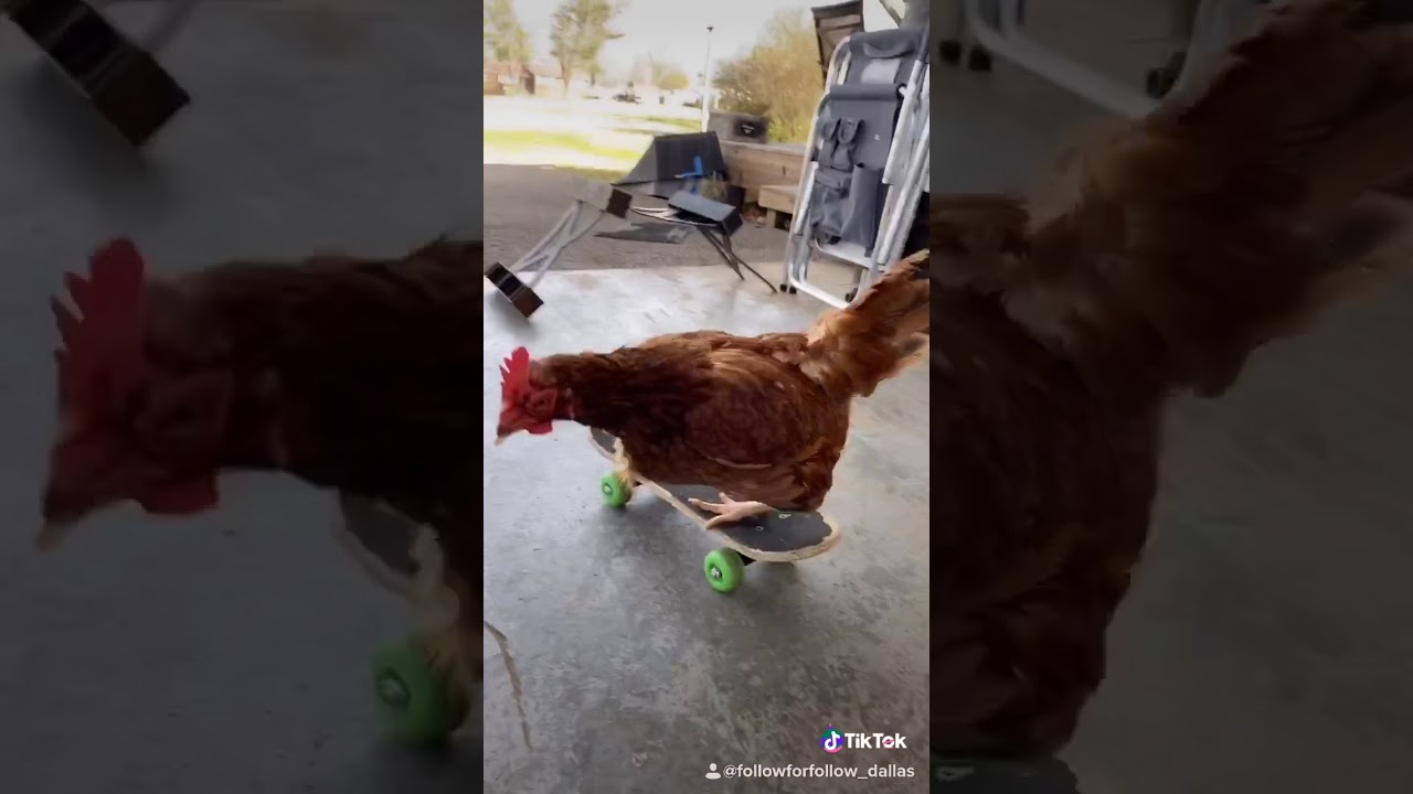 Skateboarding chicken - YouTube