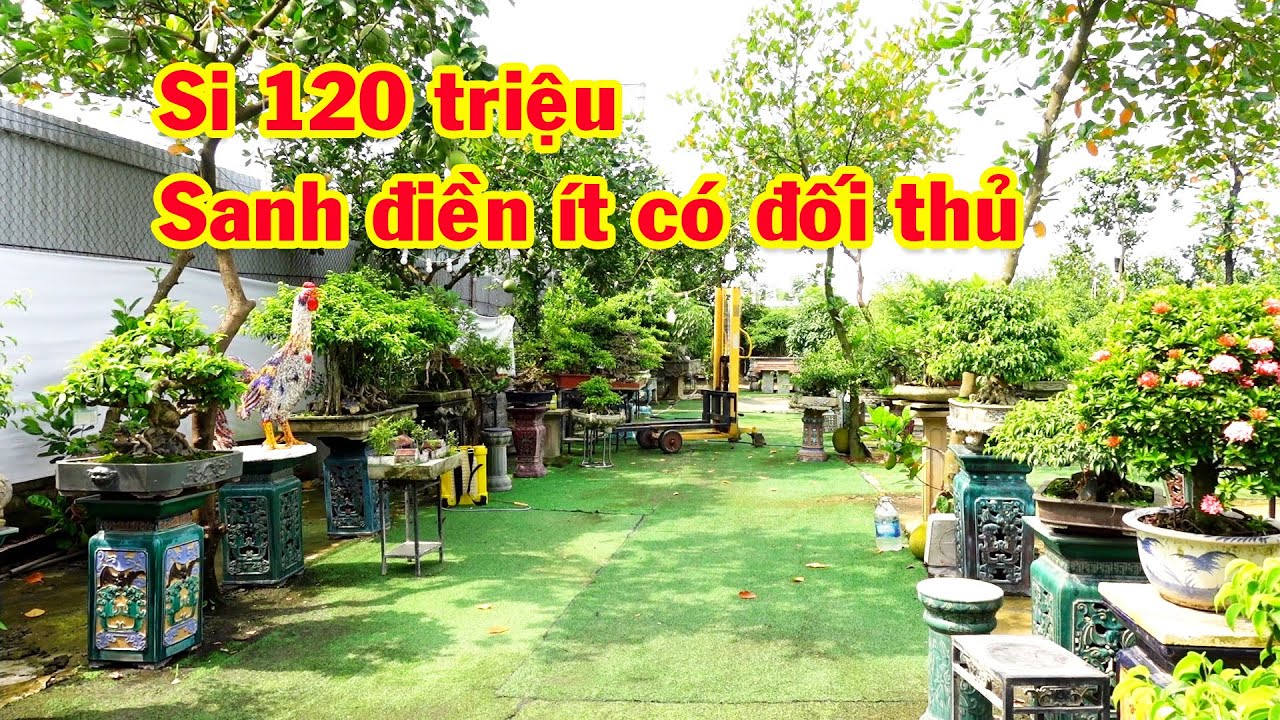 Những cây đẹp và quý này có tiền cũng ít khi gặp được để mua, sanh nam ...