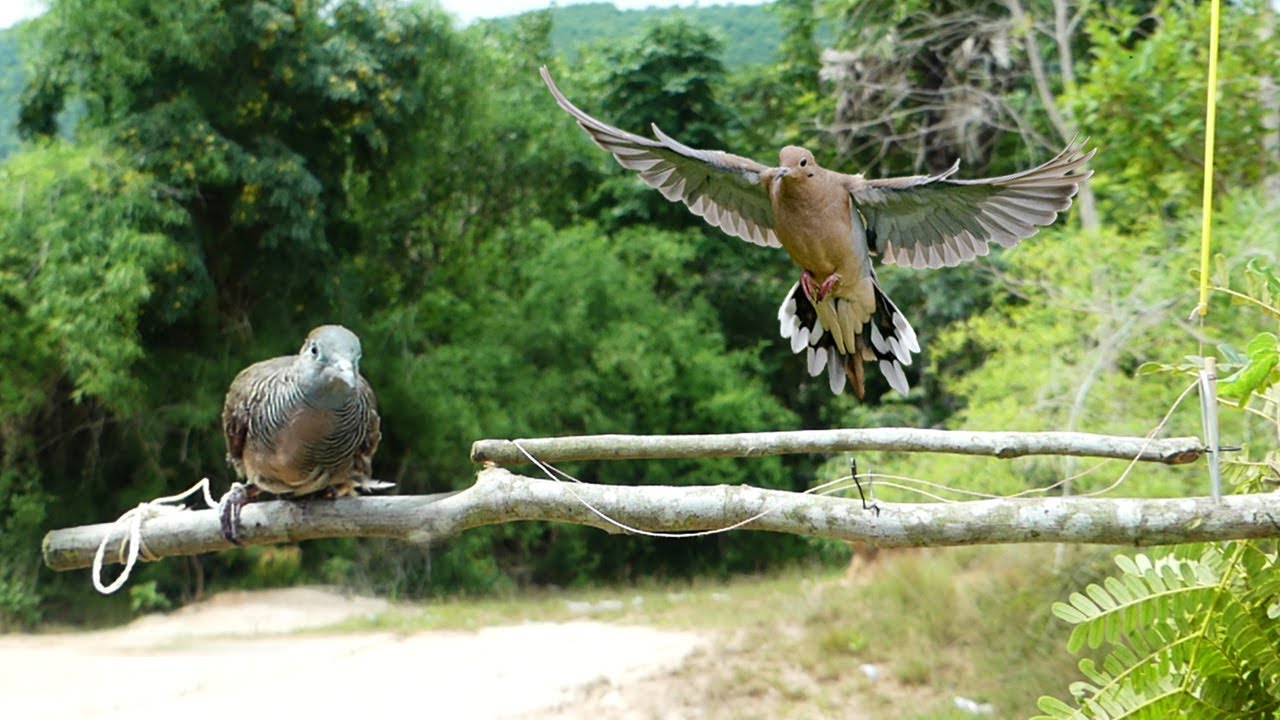 Traditional Creative Dove Trap Using Wood Branches - Easy Bird Trap ...