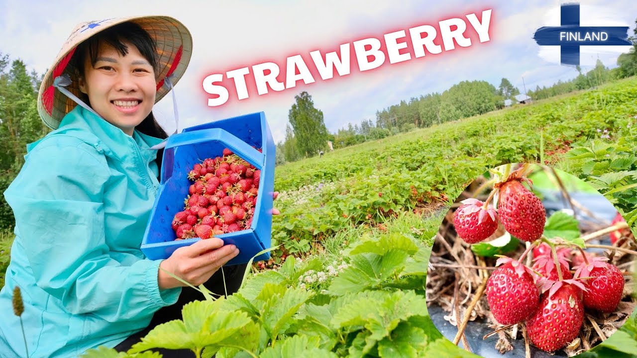 Strawberry picking in Finland | Hái dâu tây tại Phần Lan 🇫🇮 222 - YouTube
