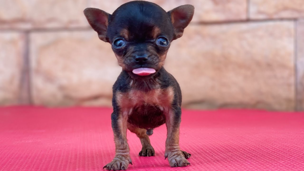 PINSCHER LATINDO BRAVO | PINSCHER FILHOTES - YouTube