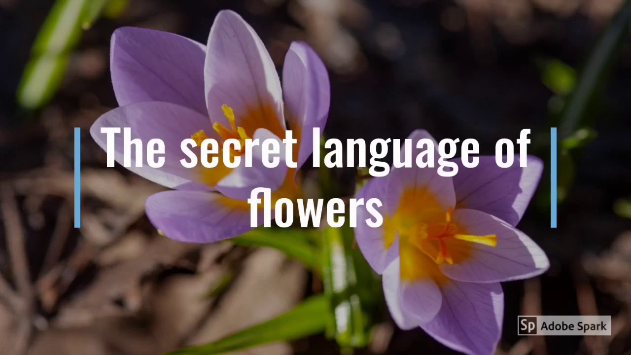 The secret language of plants - YouTube
