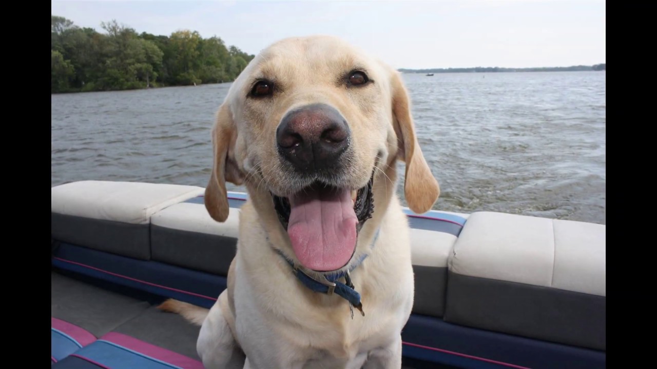 The happy life of my Labrador Retriever - YouTube