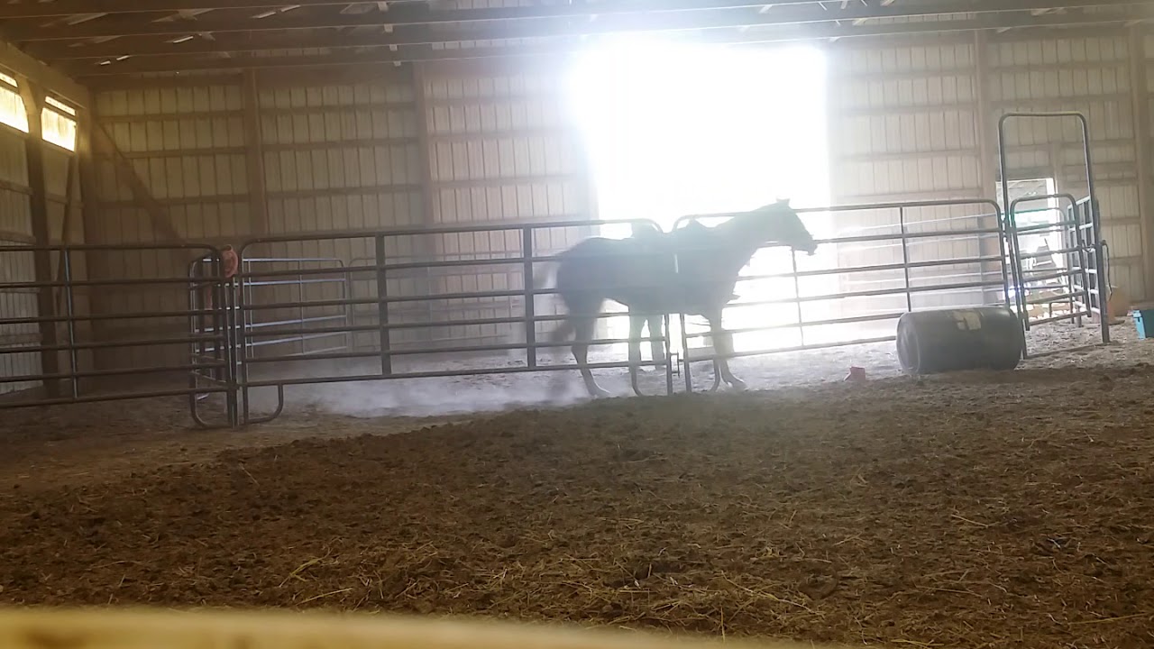 Sunflower Training Day 5 - YouTube