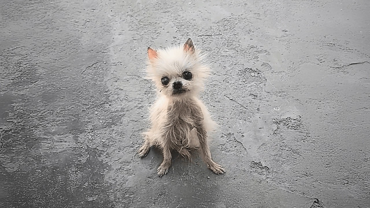 A disease-ridden stray dog, skin and bones, dragged his crippled leg ...