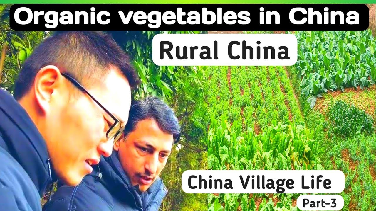 Village Life in Sichuan / Rural China / चीन के गांव / Organic ...