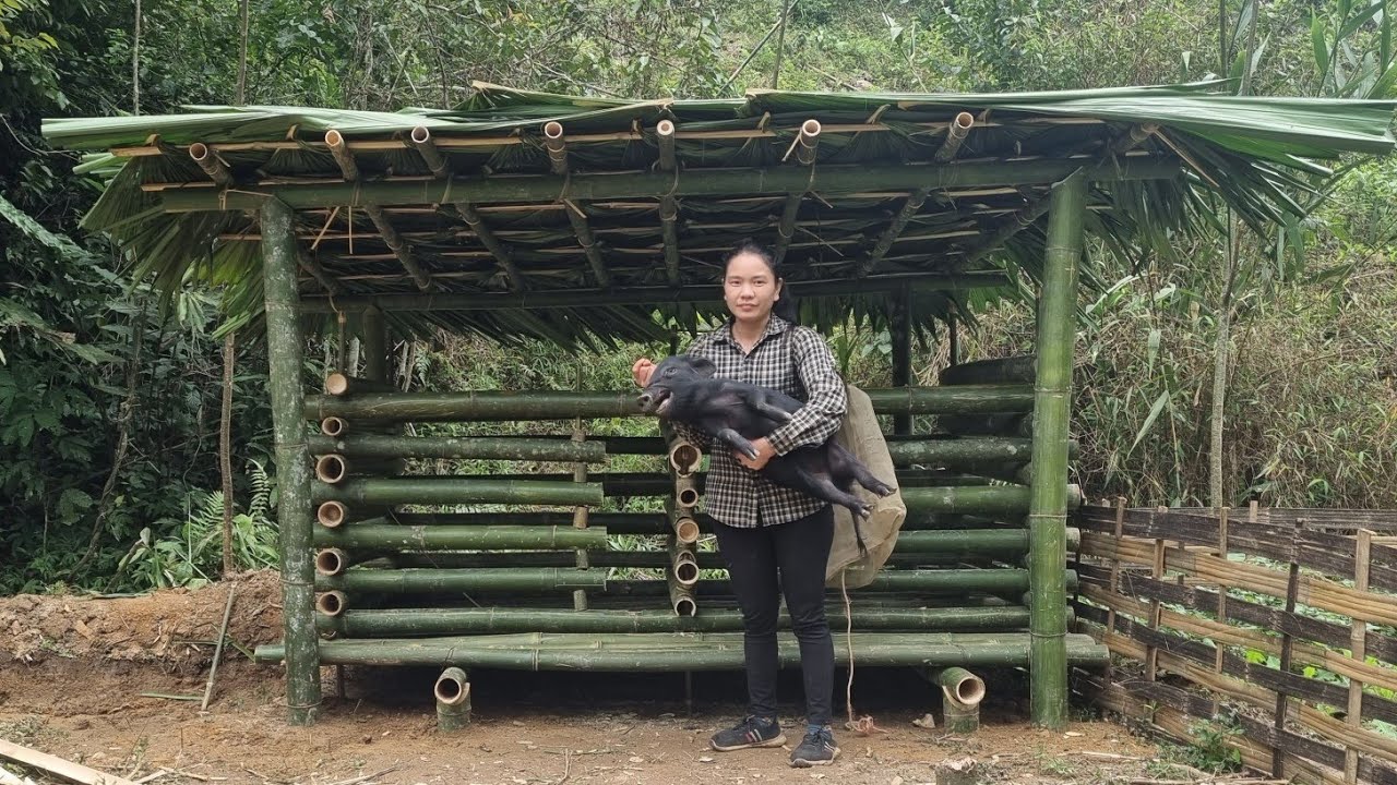Build A Pig House From Bamboo, Build A New Farm | triệu thị sinh - YouTube