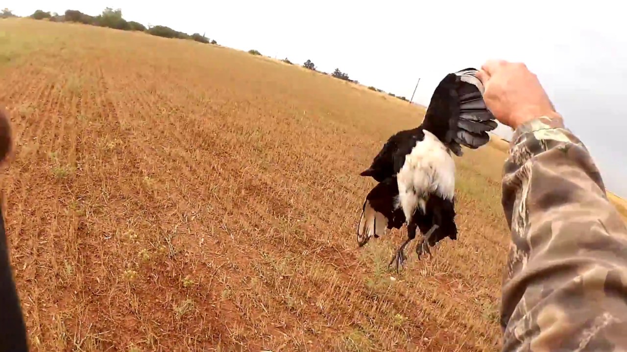 Karga Avı - Crow Hunting (Cyprus-2017-3) - YouTube