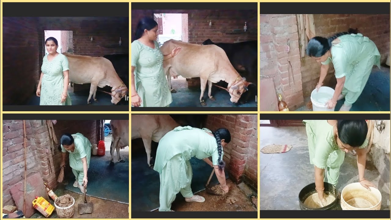 Next Day Next Vlog with my cow 🐄 ️ |Cow lover | - YouTube