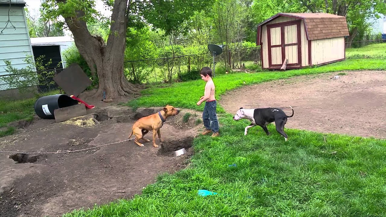 5 Year old working with his APBT's "pit bulls" - YouTube