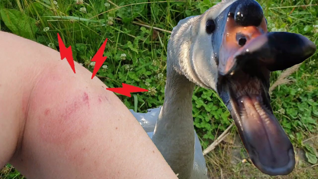 aggressive swan bites my hand - YouTube