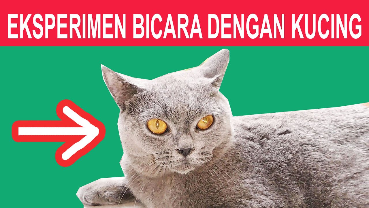 EKSPERIMEN BICARA DENGAN KUCING, APAKAH KUCING BISA MENGERTI? - YouTube
