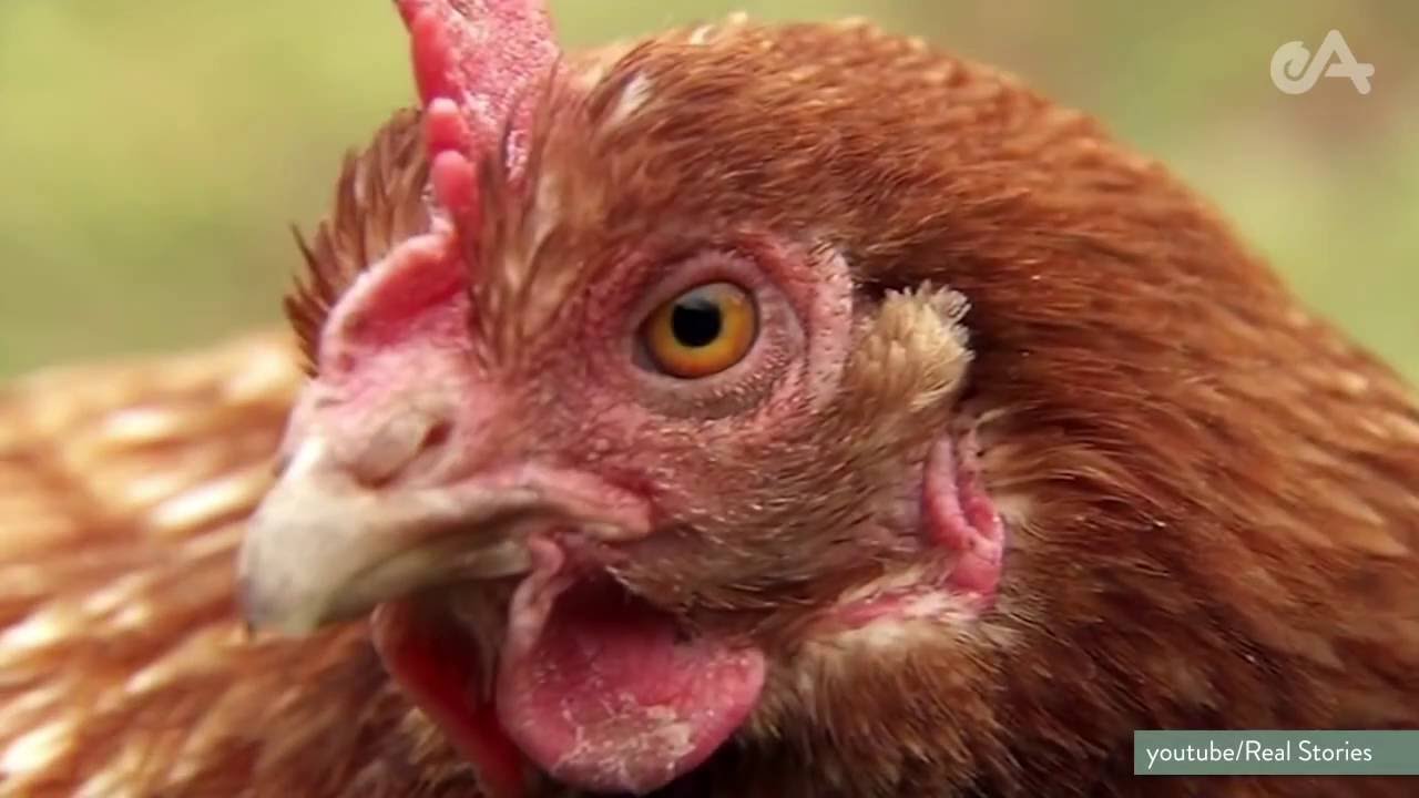 Conosci davvero le galline e la loro vita? - YouTube