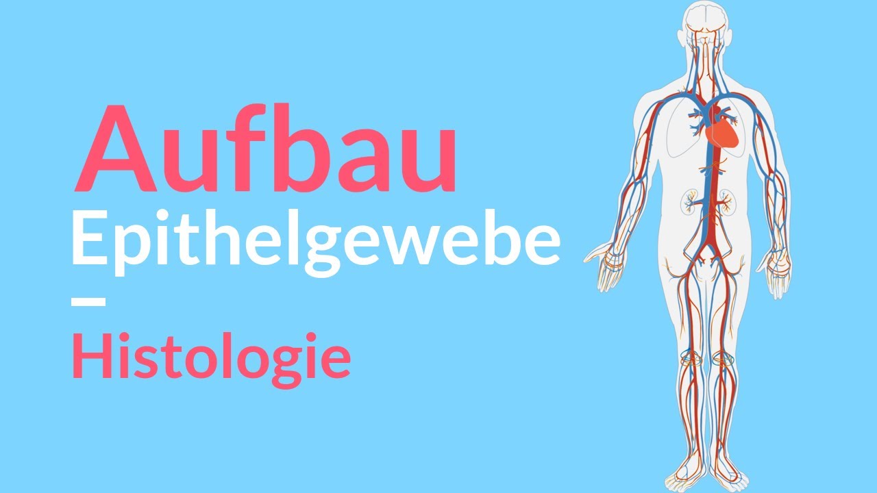 Aufbau des Epithelgewebes 🧪 Stratum corneum / lucidum / granulosum ...