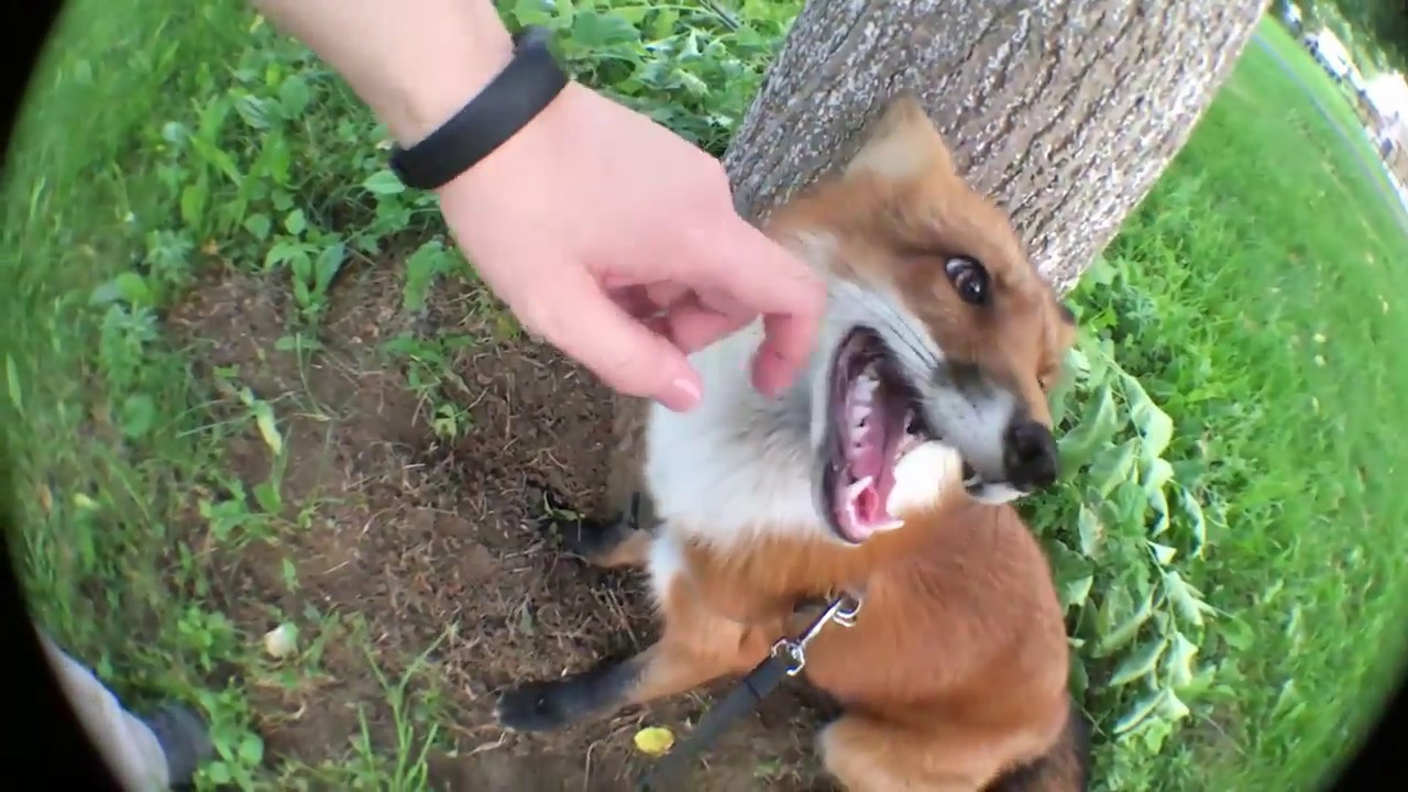 Tiki the fox gets irritated by the hand and bites it angrily - YouTube
