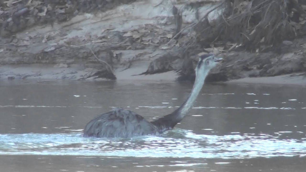 Greater Rhea swimming - YouTube