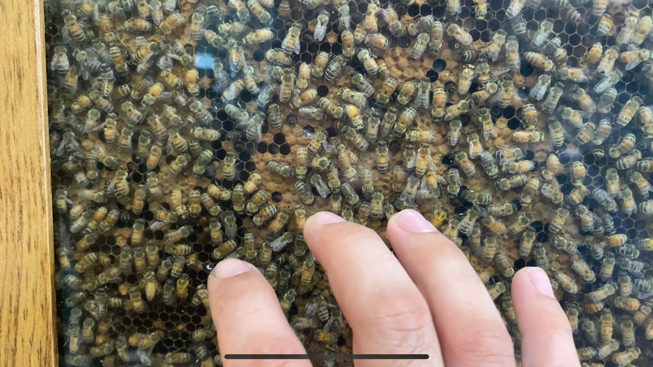 Memorial Day Weekend Bees: Something to Watch for as you work your bees ...