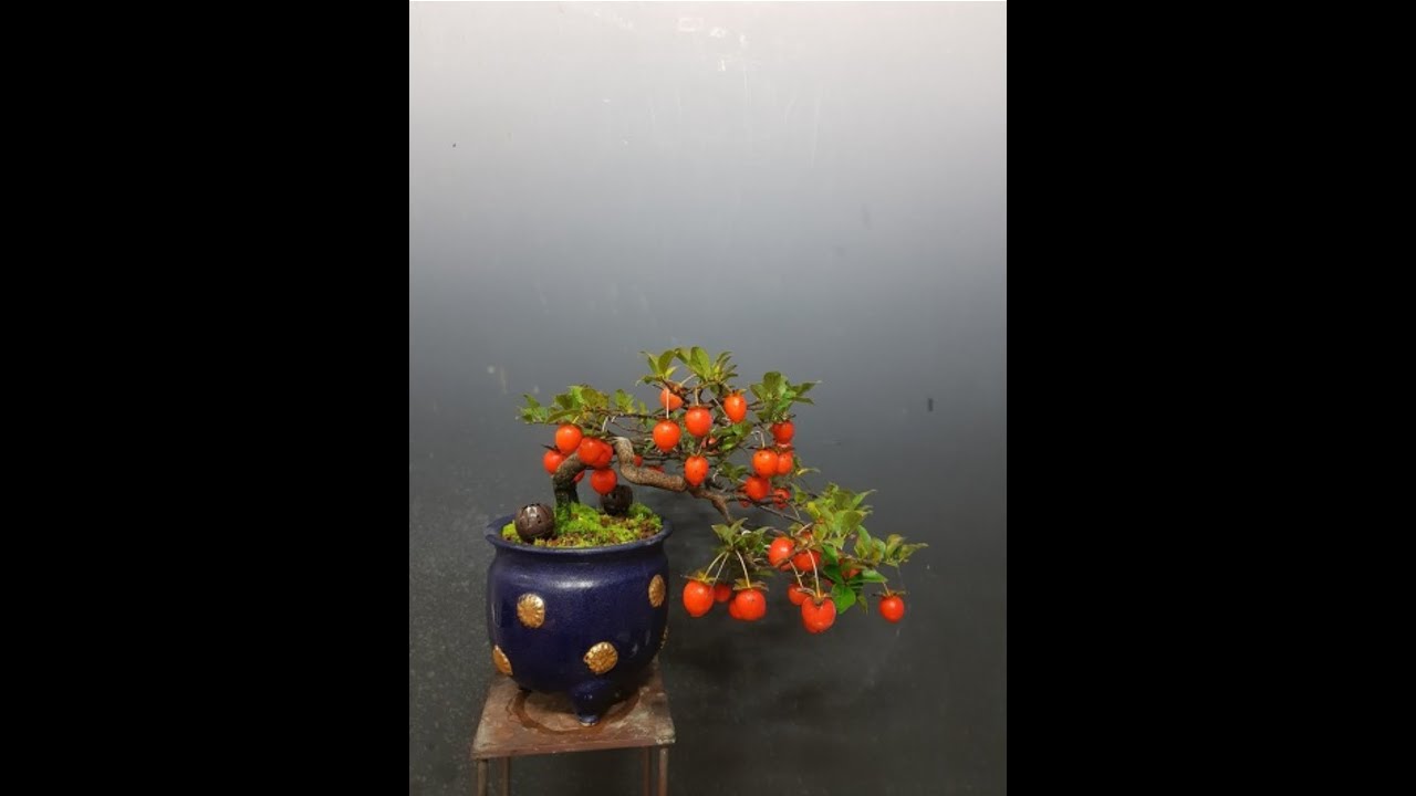 노아시 상반시 princess persimmon #애기감 #소품분재 #분재소풍가는길 - YouTube